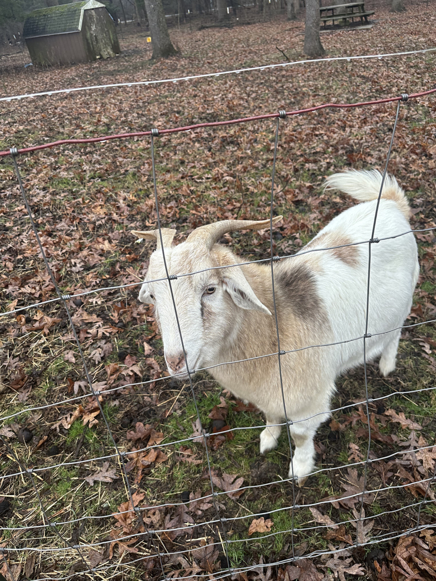 What Does A Goat, Some Ship and Three Tractors Have In Common ...