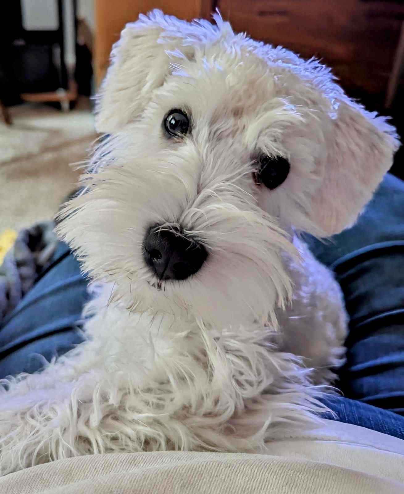 Meet Poppy. Mr B’s New Little Sister – Classic Boats | Woody Boater
