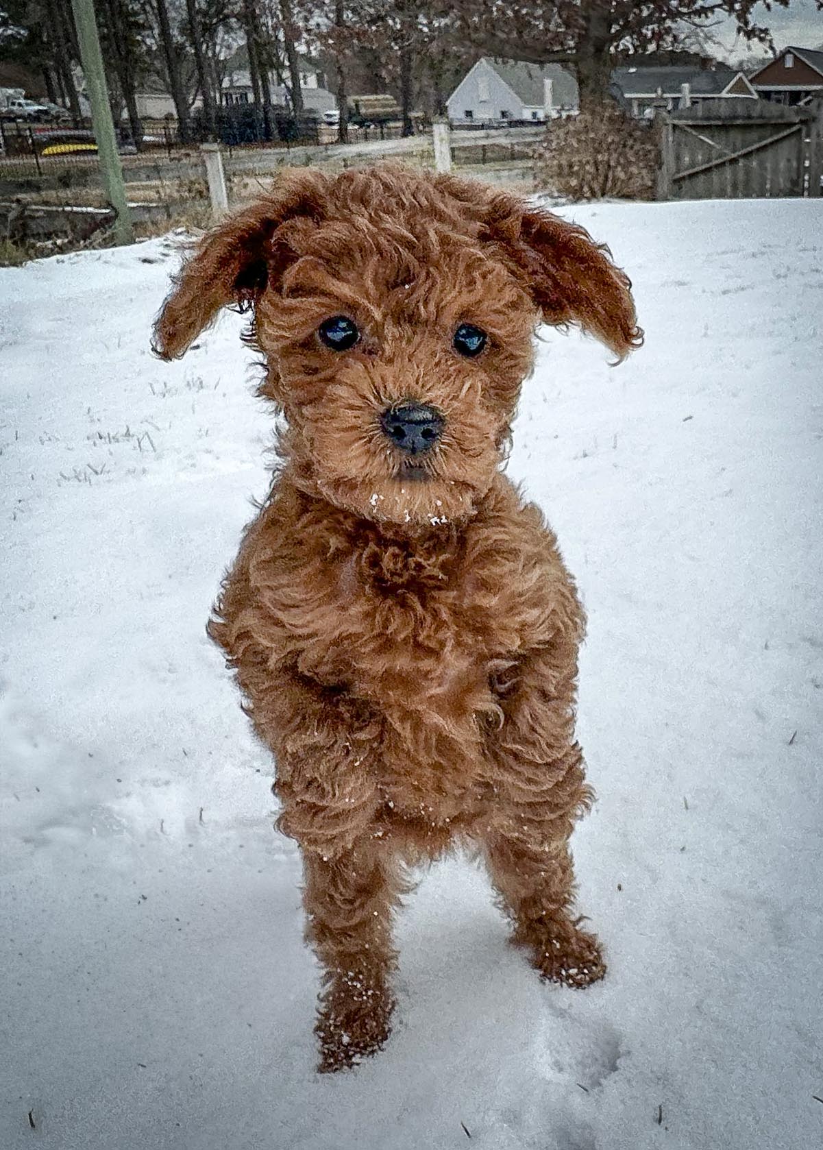 A Plethora Of Poppy Puppy Pics And A Question Of The Peanut Gallery ...